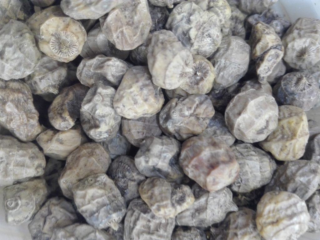 CHUFAS de Valencia (1kg)- tigernuts - Chocolates Artesanos Familia ...